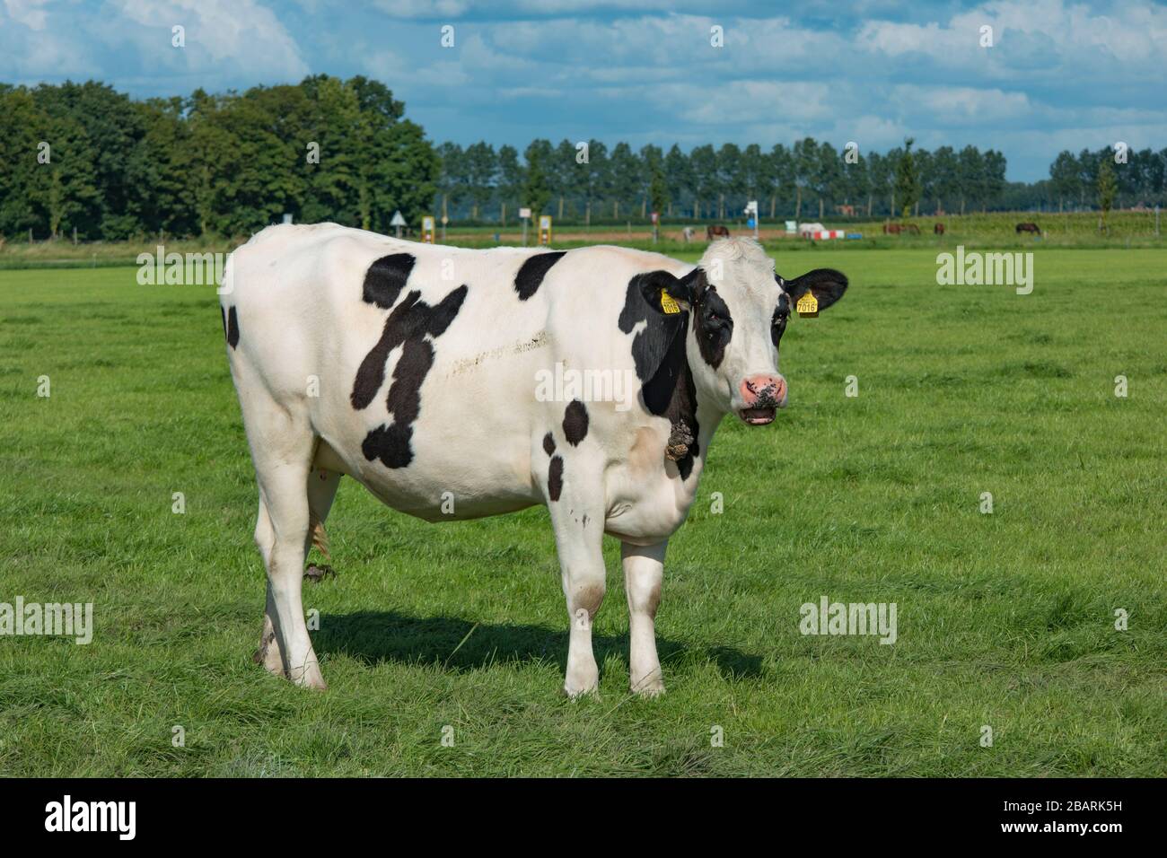Dutch cows in the meadow during Spring in the Netherlands at ...