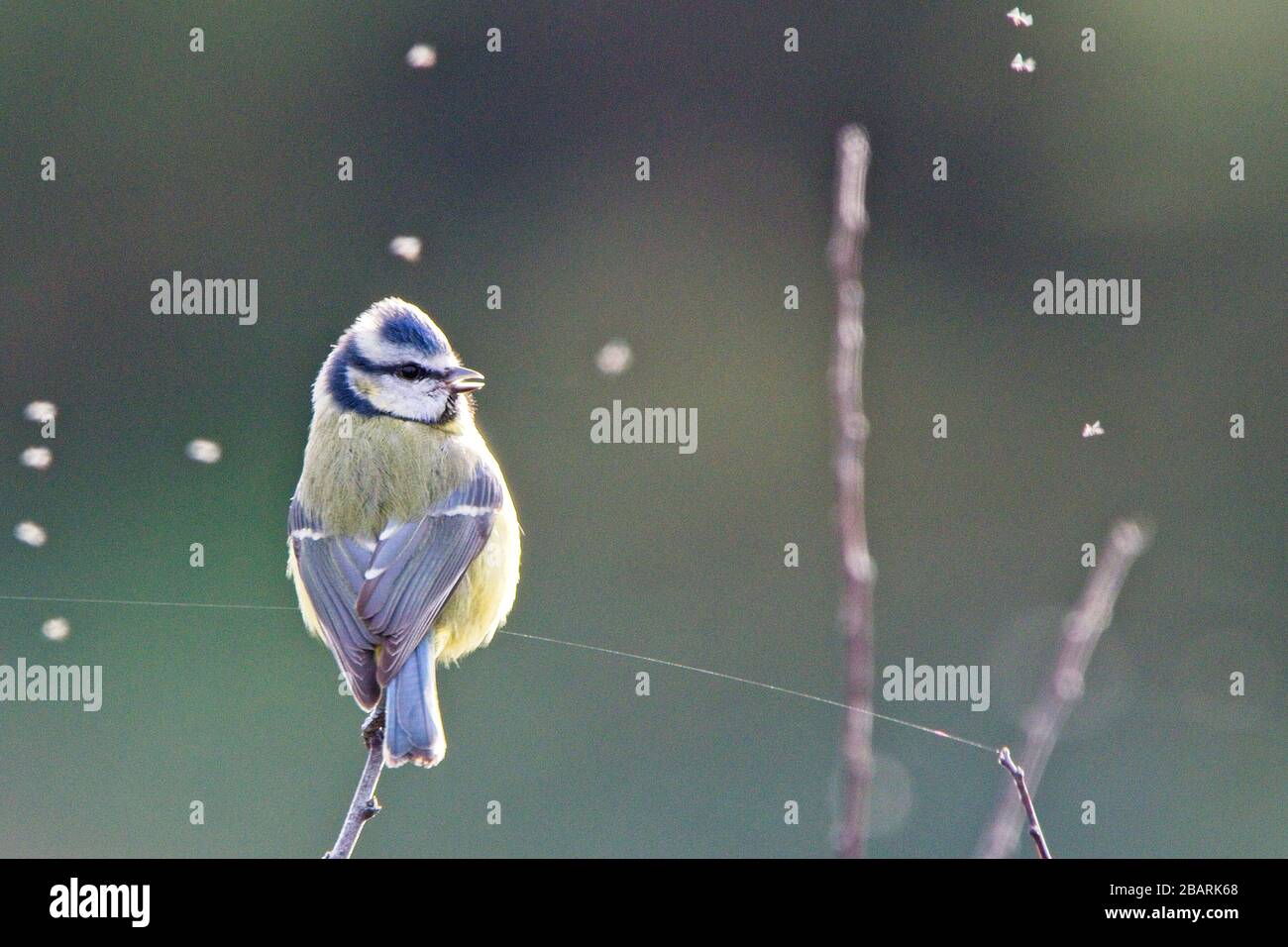 Blue Tit (Parus caeruleus), male, Marazion Marsh RSPB Reserve, Cornwall ...