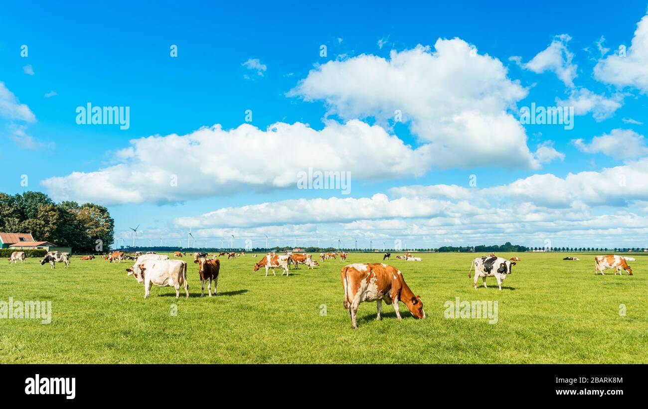 Dutch cows in the meadow during Spring in the Netherlands at ...