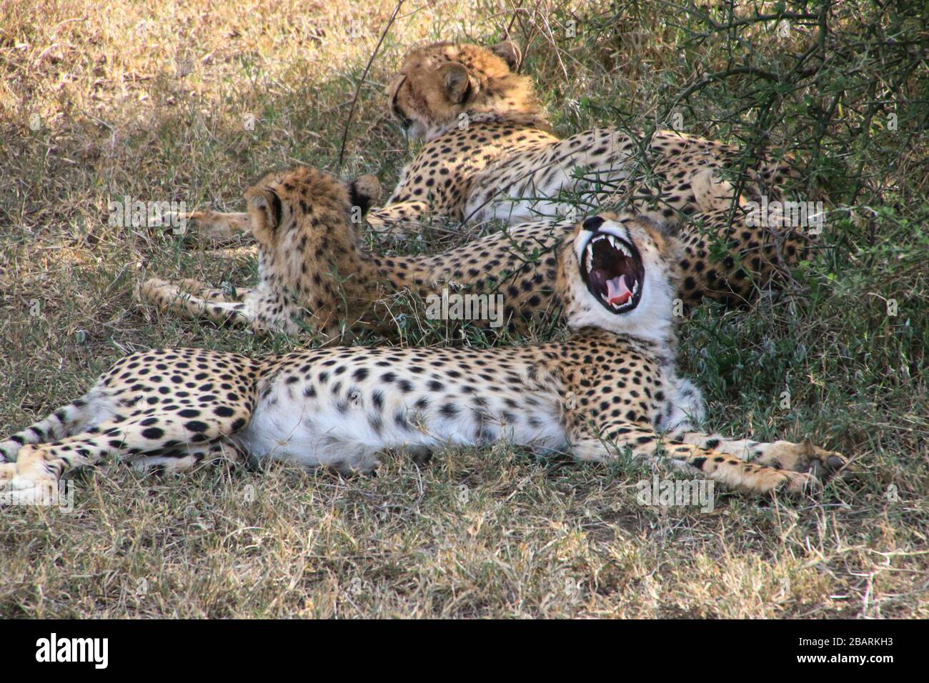 Cheetahs cat feline fast fastest spotted carnivore animals hi-res stock ...