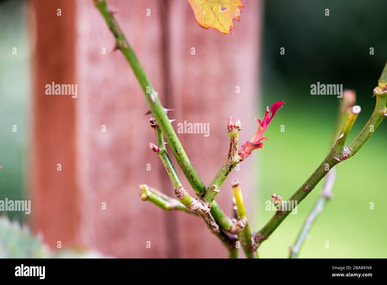 Rose and plant hi-res stock photography and images - Alamy