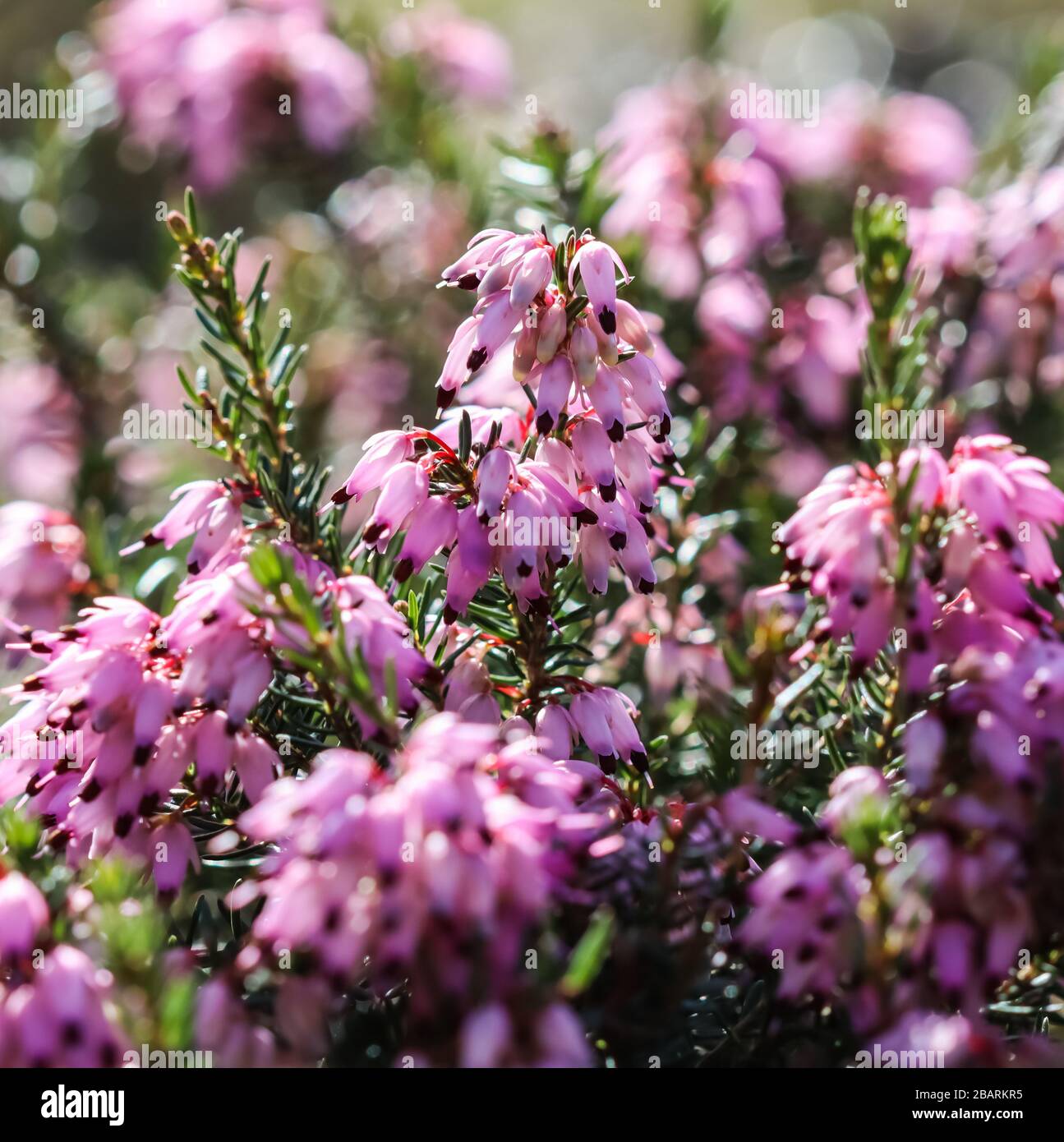 Pink Erica carnea flowers (winter Heath) in the garden in early spring ...