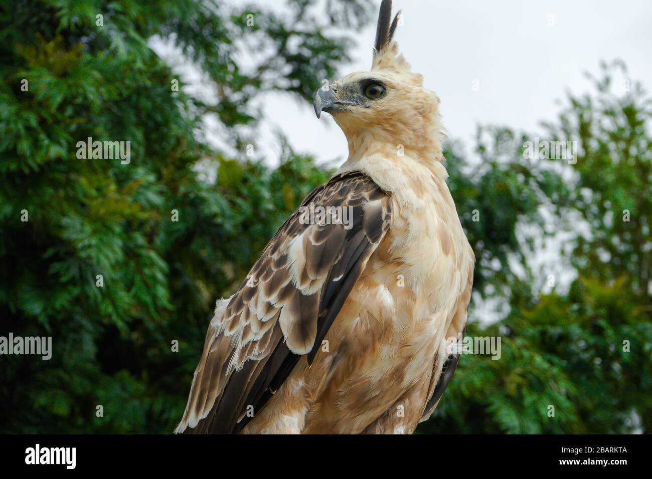 Portrait of Golden Falcon Stock Photo - Alamy