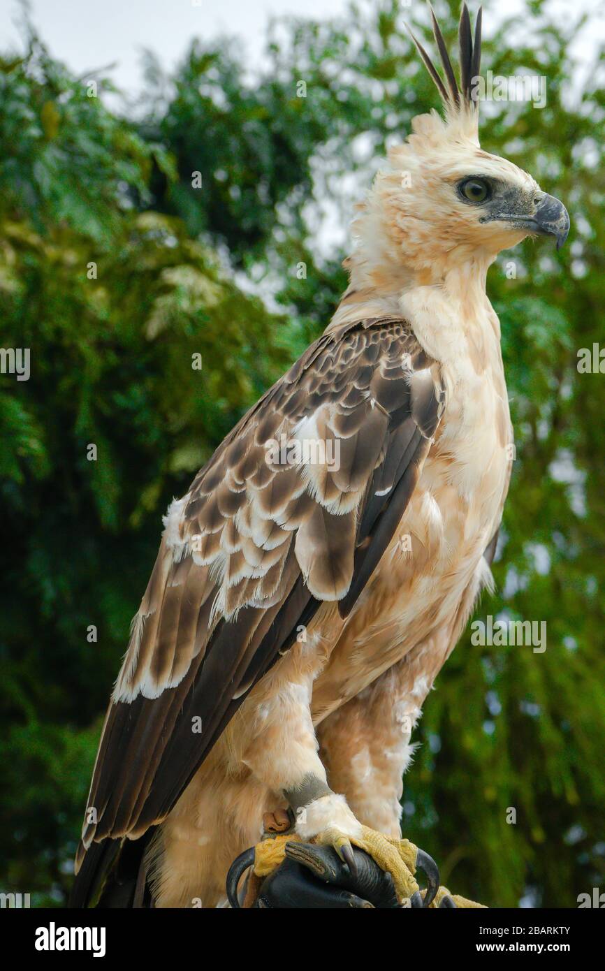 Portrait of Golden Falcon Stock Photo - Alamy
