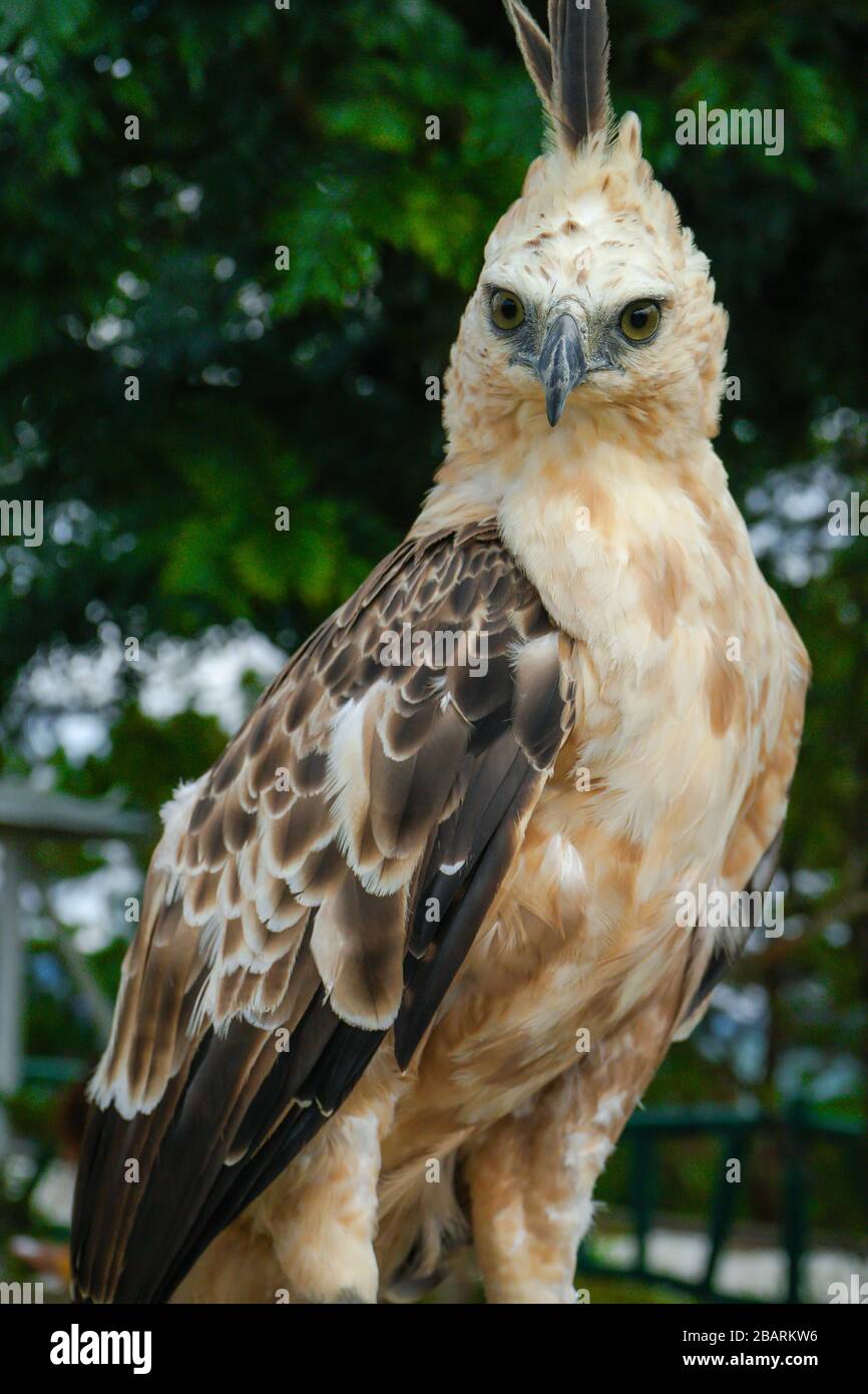 Portrait of Golden Falcon Stock Photo - Alamy