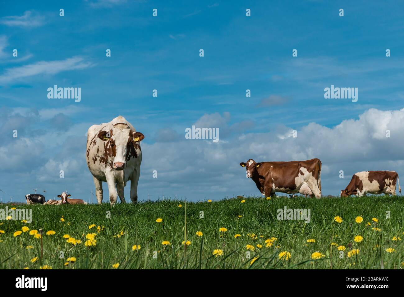 Dutch cows in the meadow during Spring in the Netherlands at ...