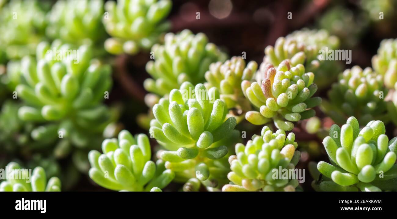Green background with small sedum succulents in the garden. Nature ...