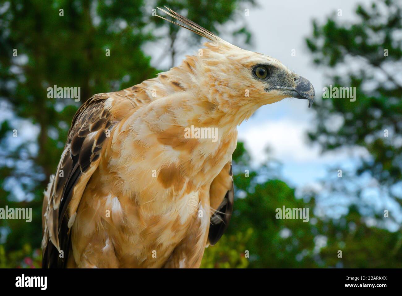 Golden falcon hi-res stock photography and images - Alamy