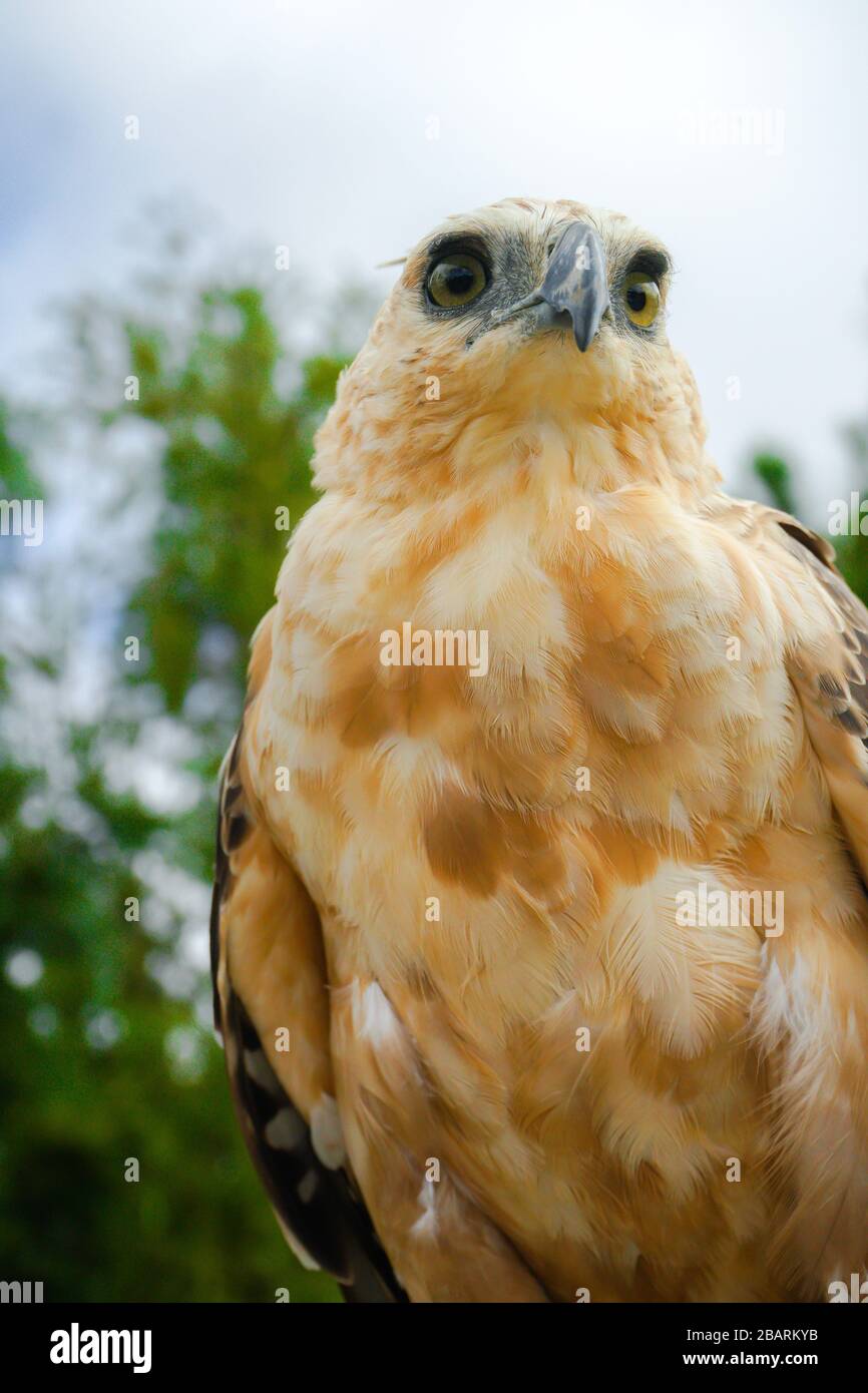 Portrait of Golden Falcon Stock Photo - Alamy