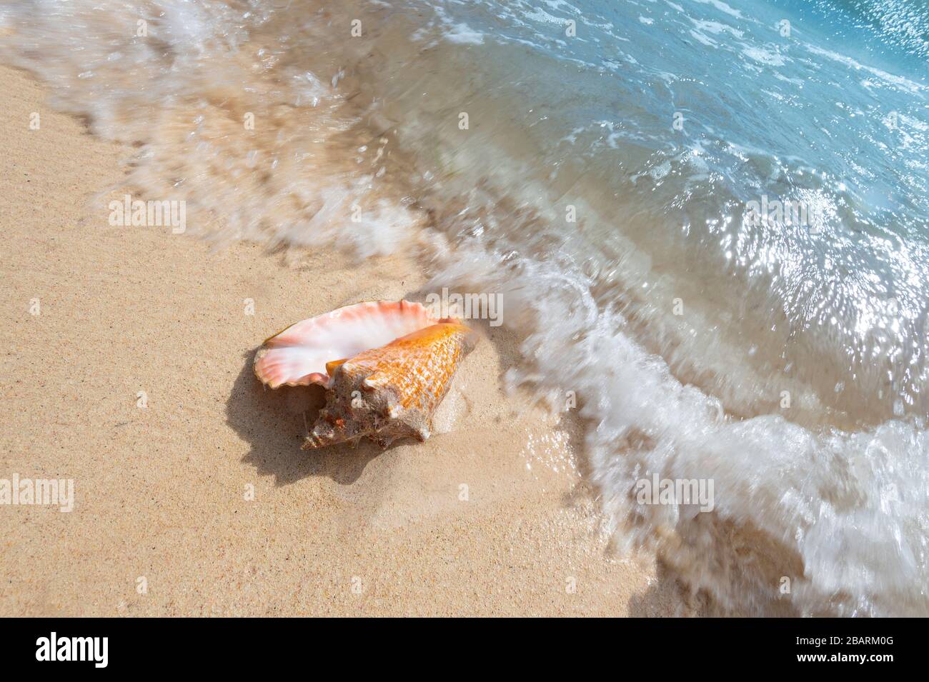 Pink conch hi-res stock photography and images - Alamy