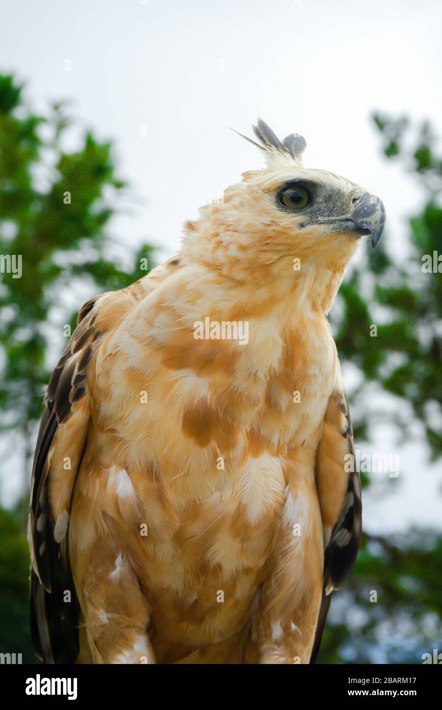 Portrait of Golden Falcon Stock Photo - Alamy