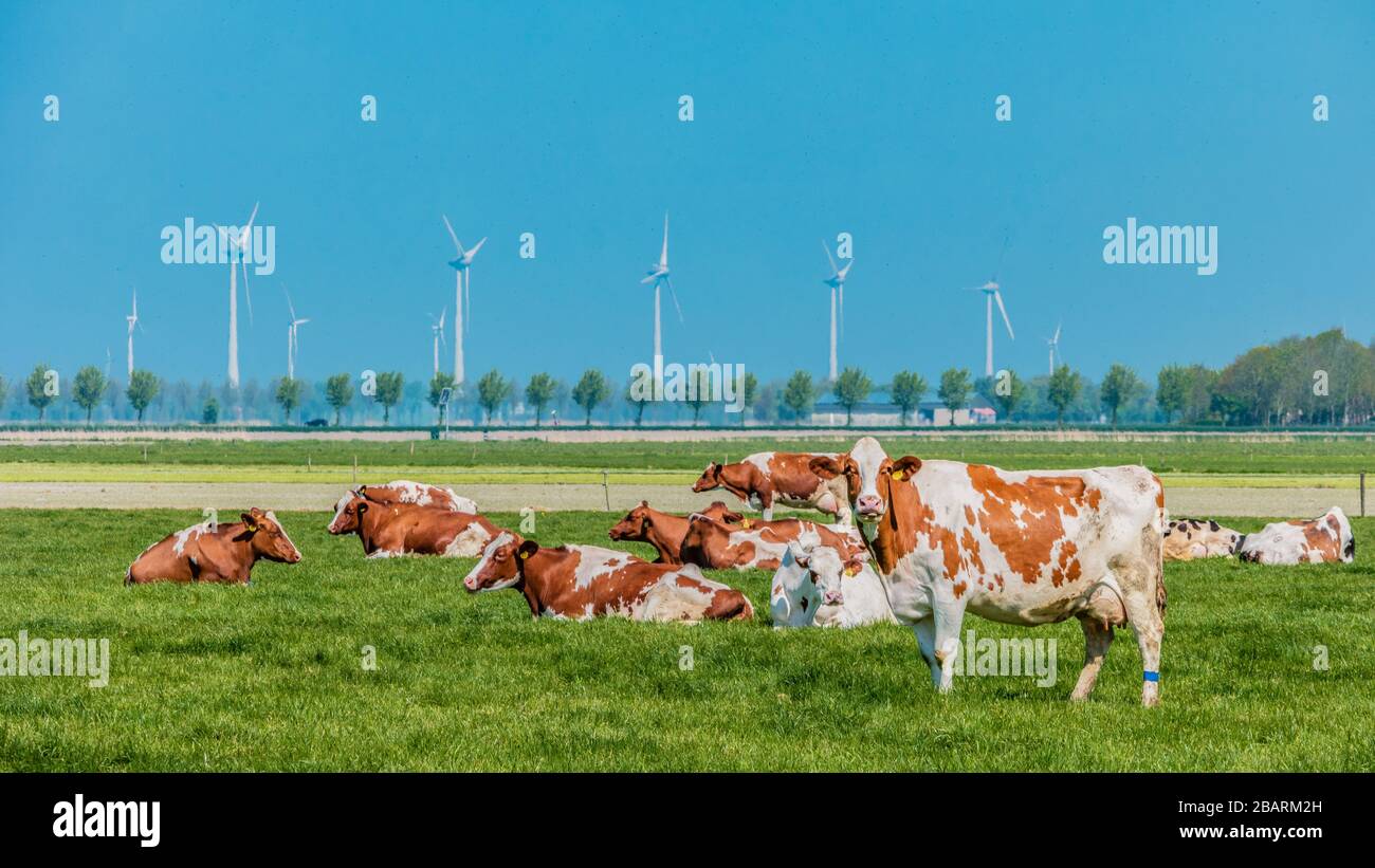 Dutch cows in the meadow during Spring in the Netherlands at ...
