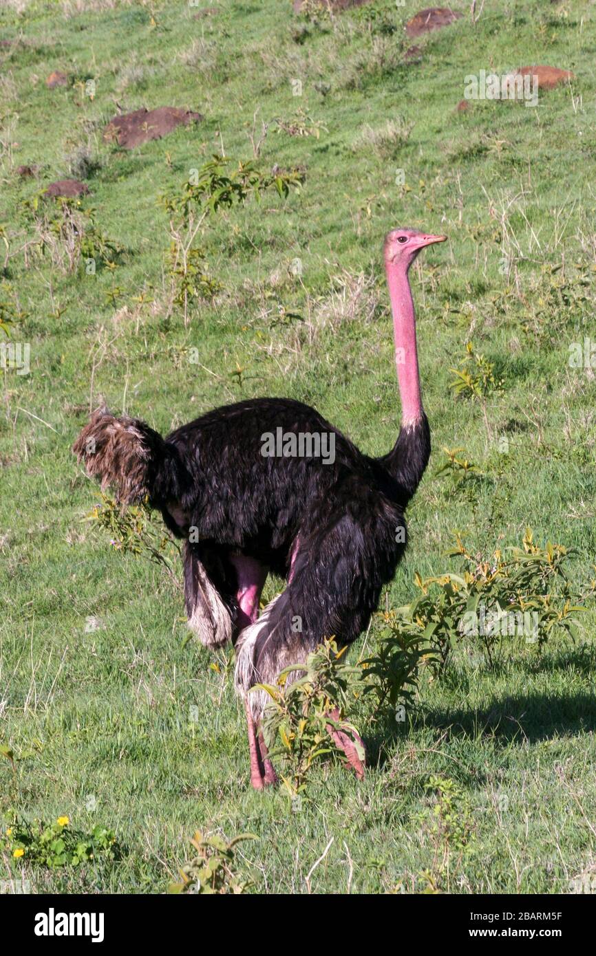 Close up full body view of a single ostrich (Struthio camelus ...