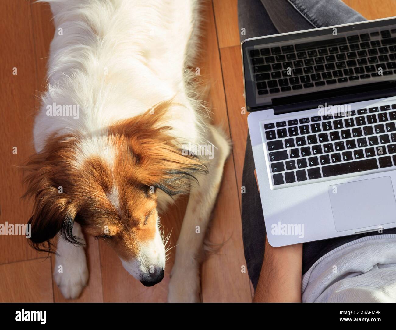 Work dog hi-res stock photography and images - Alamy