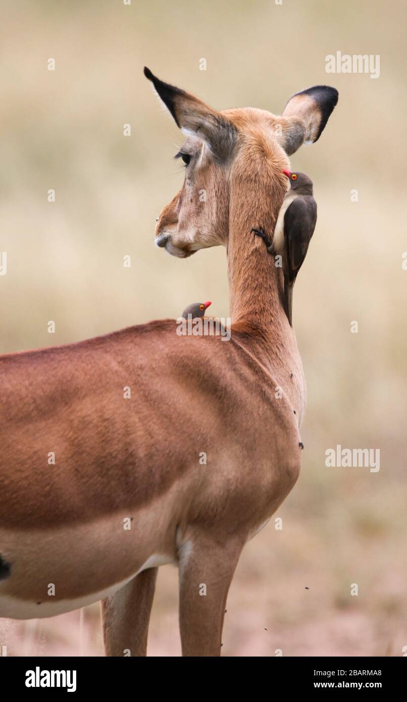 Red-billed Oxpecker (Buphagus erythrorhynchus), sits at the head of a ...
