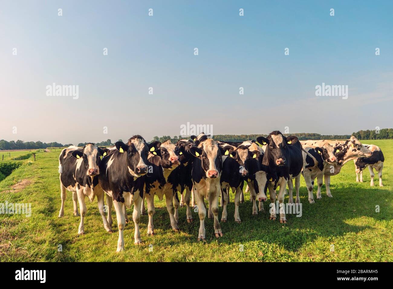 Dutch cows in the meadow during Spring in the Netherlands at ...