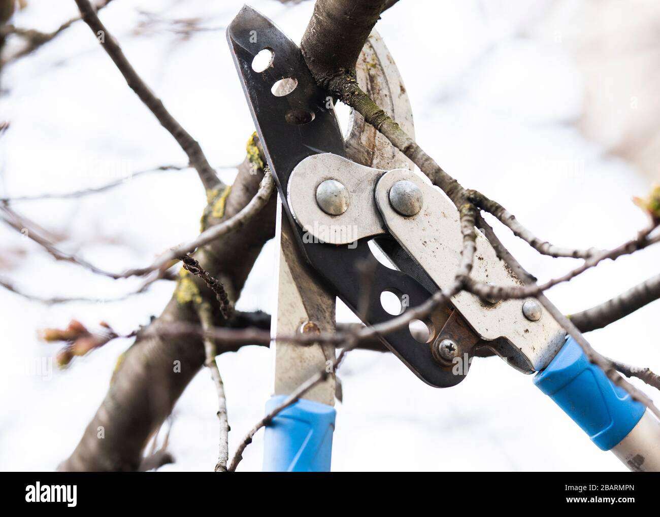 Pruning fruit trees hi-res stock photography and images - Alamy