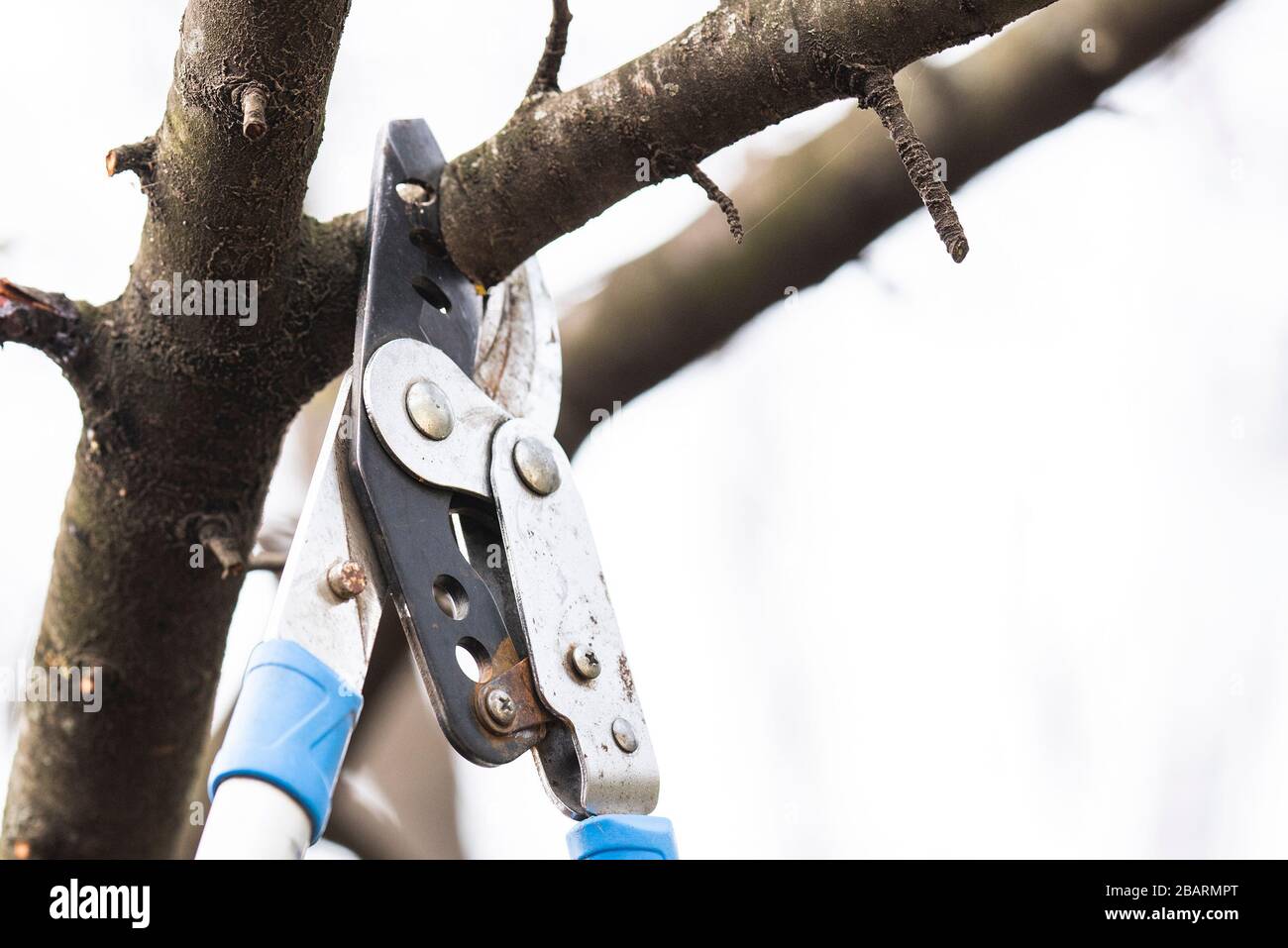 Pruning of trees with secateurs. Cutter, equipment Stock Photo - Alamy