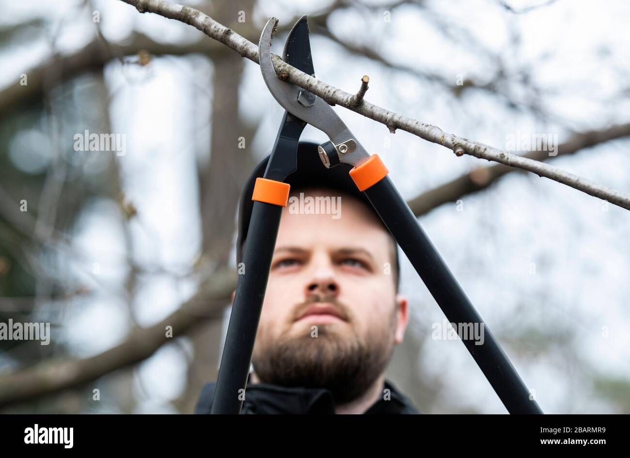 Pruning of trees with secateurs. Cutter, equipment Stock Photo - Alamy