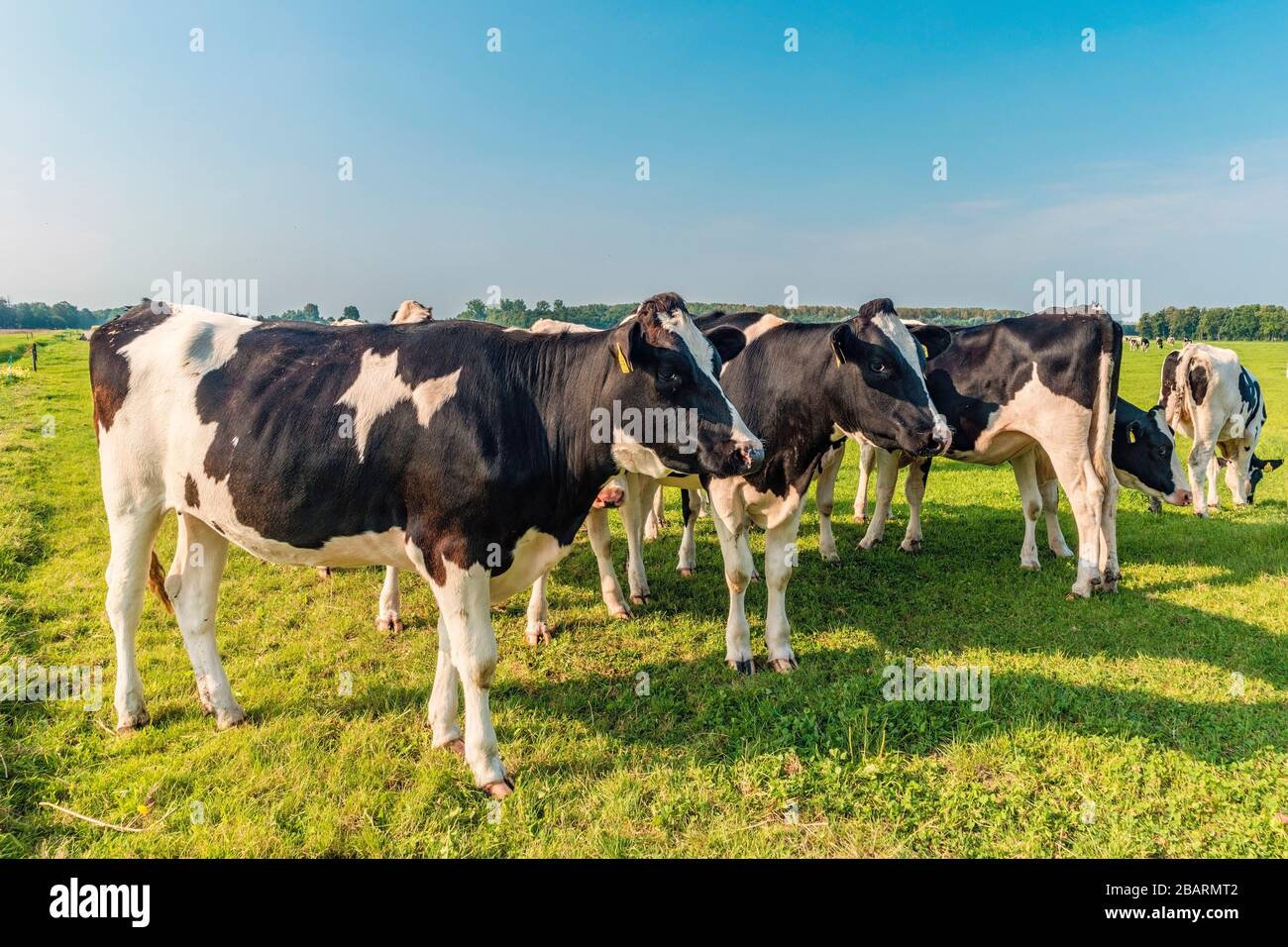 Dutch cows in the meadow during Spring in the Netherlands at ...