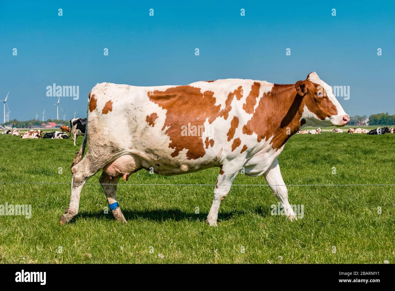 Dutch cows in the meadow during Spring in the Netherlands at ...