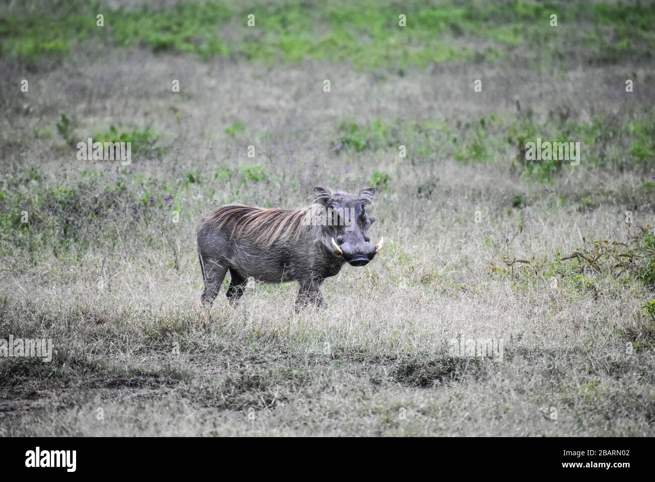 Pumba the warthog Stock Photo - Alamy