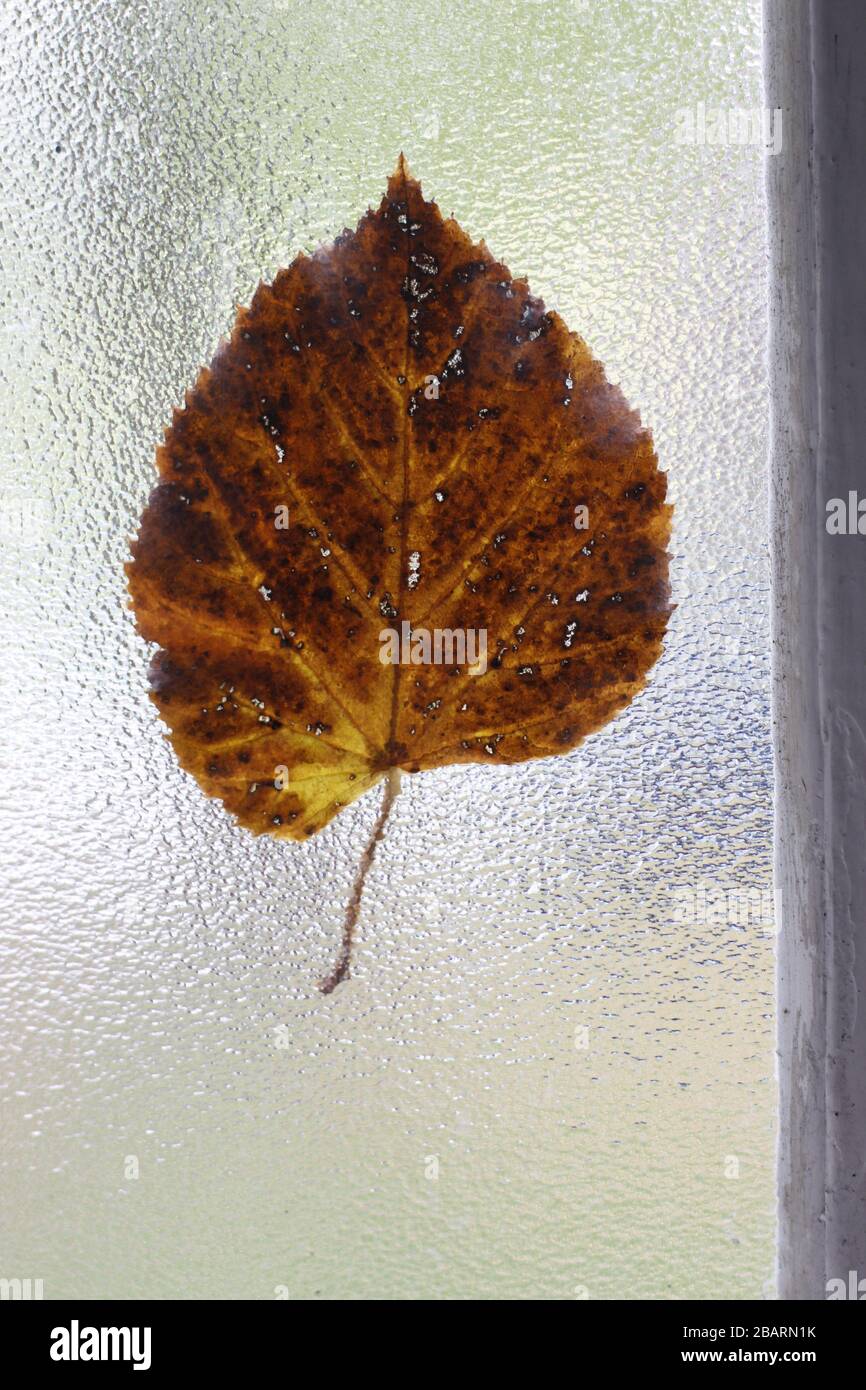 Textured glass window hi-res stock photography and images - Alamy