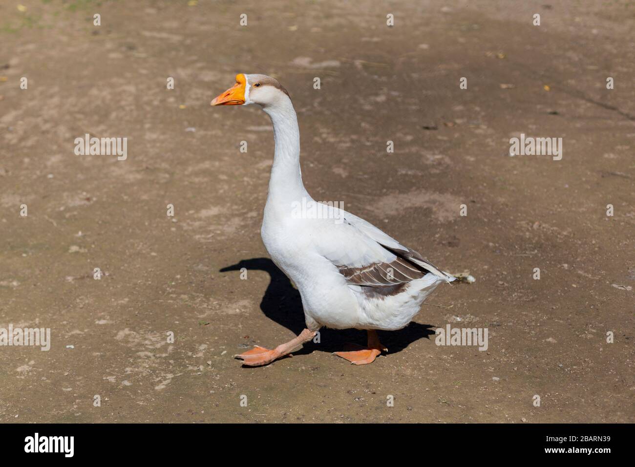White Chinese Goose