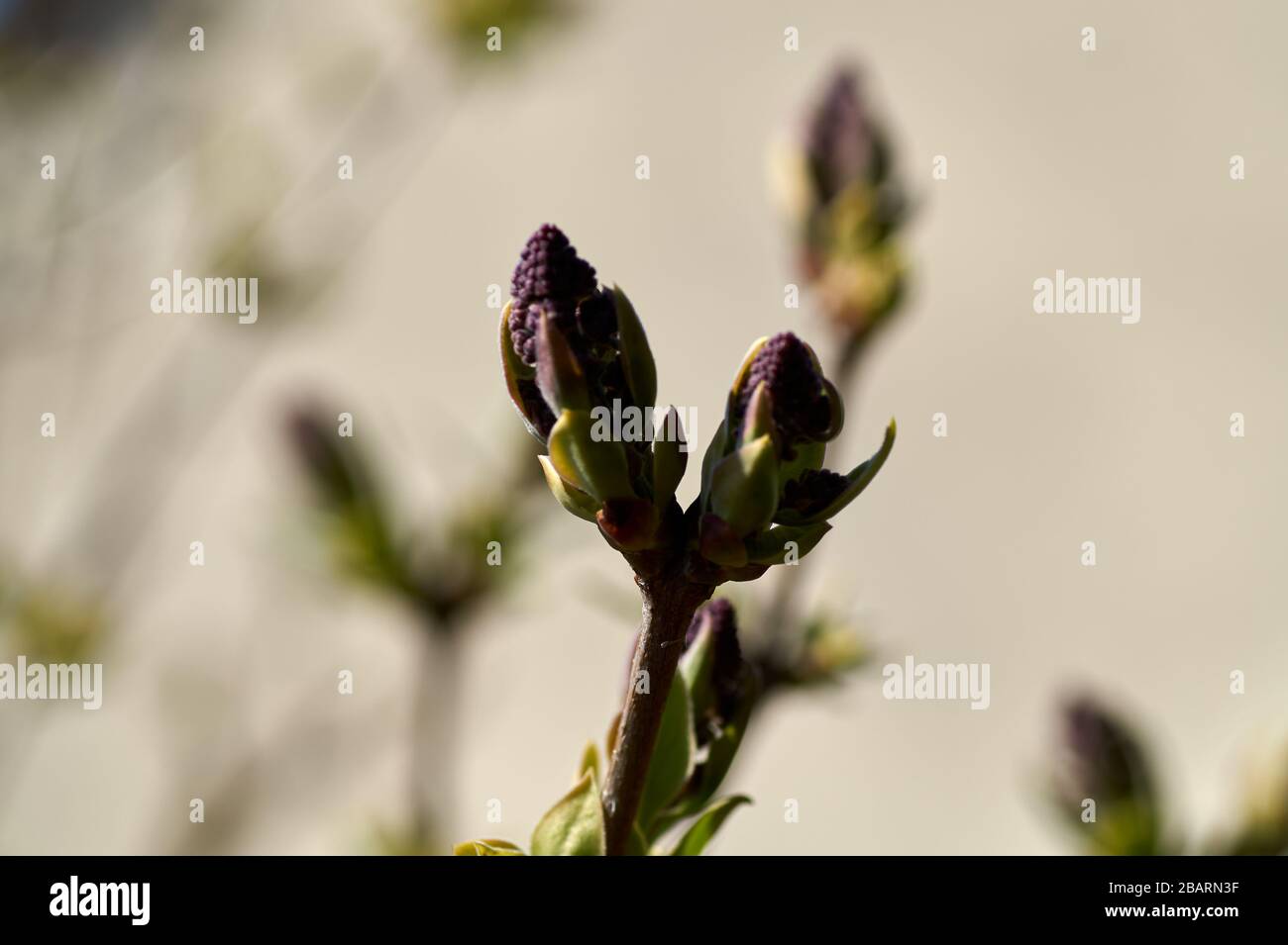 Lilac tree in spring with green fresh flower buds hi-res stock ...