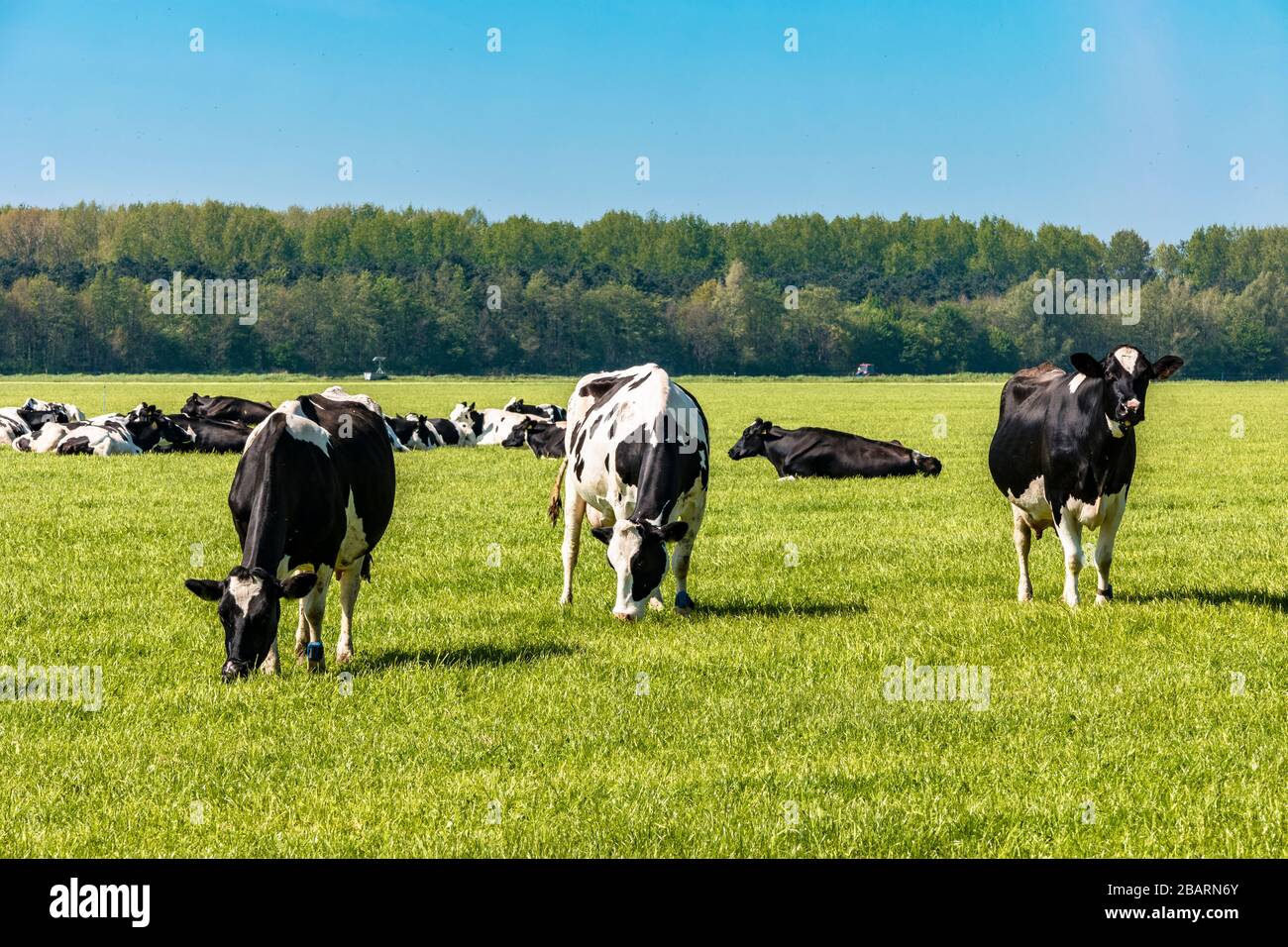 Dutch cows in the meadow during Spring in the Netherlands at ...