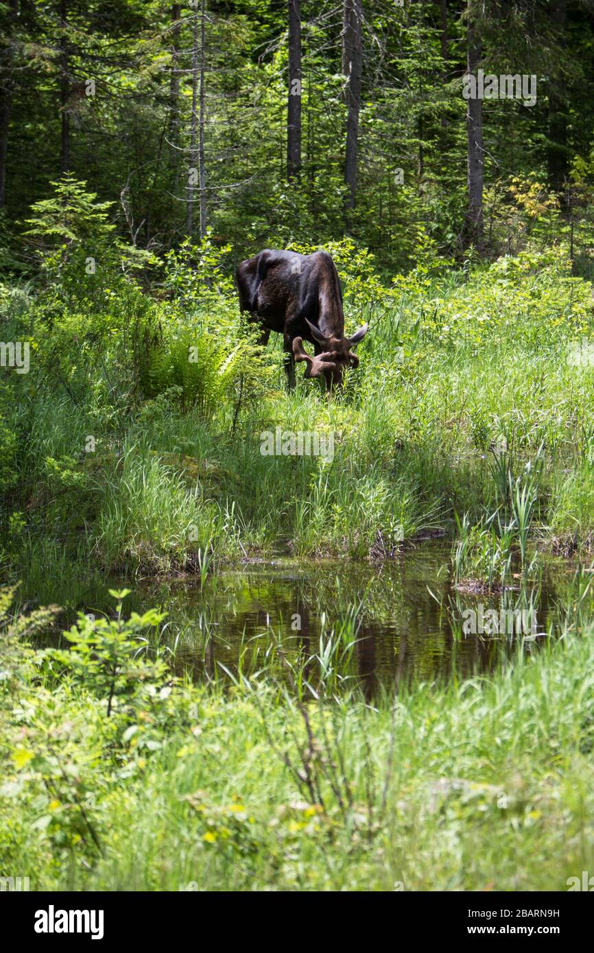 Canada, Ontario, Algonquin Provincial Park, canadian Moos with one loop ...
