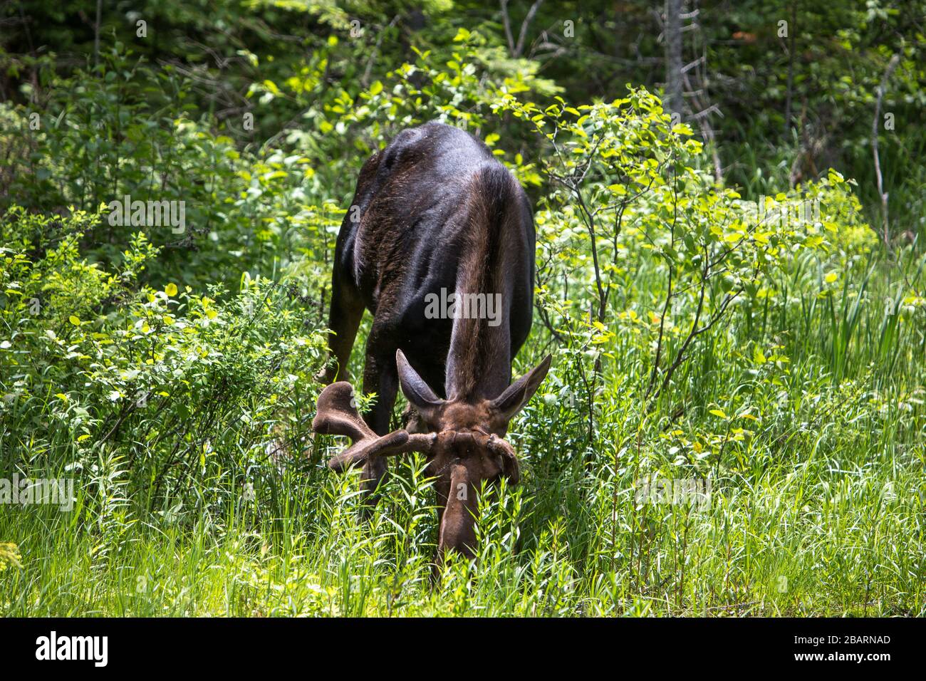 Canada, Ontario, Algonquin Provincial Park, canadian Moos with one loop ...