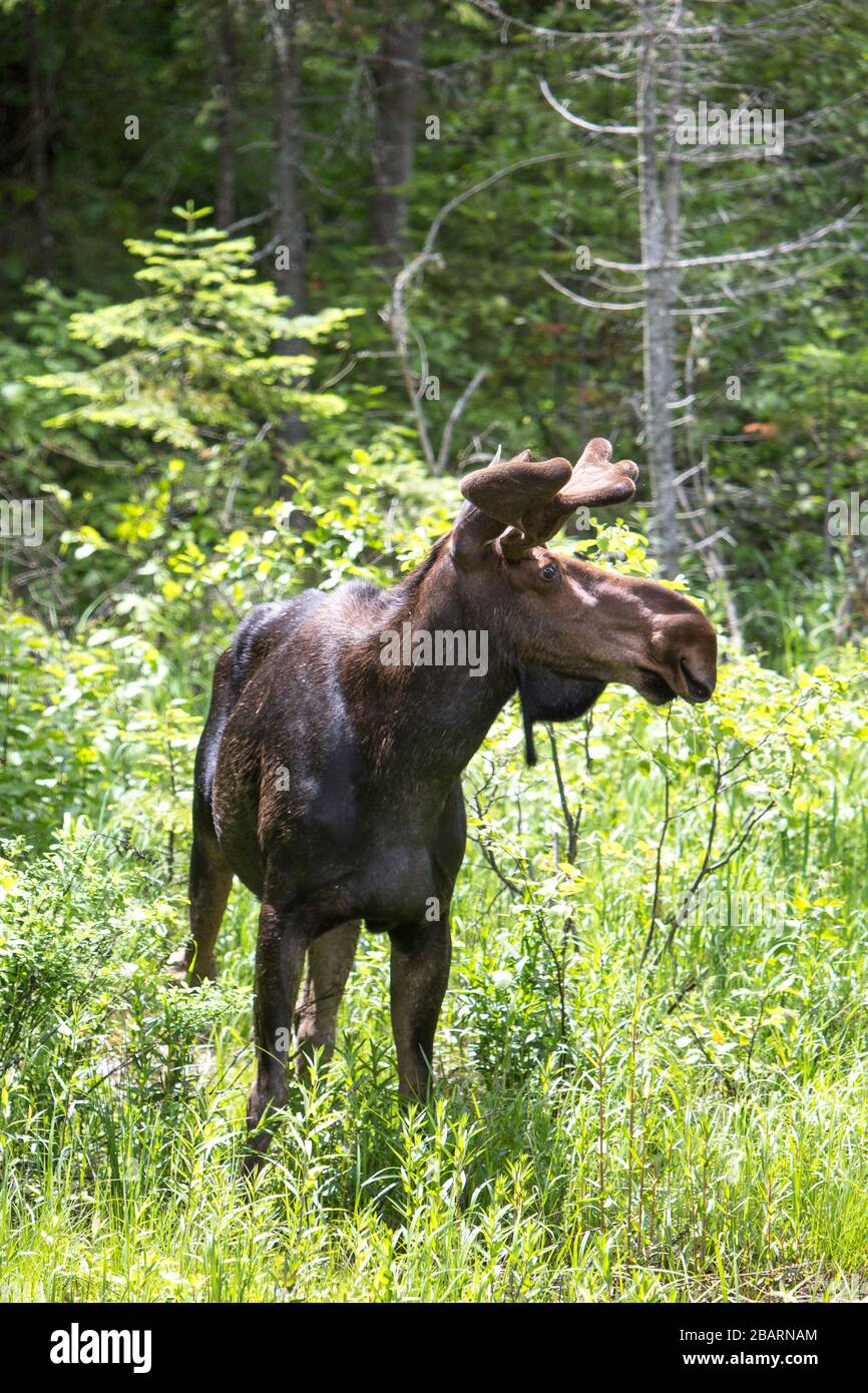 Canada, Ontario, Algonquin Provincial Park, canadian Moos with one loop ...