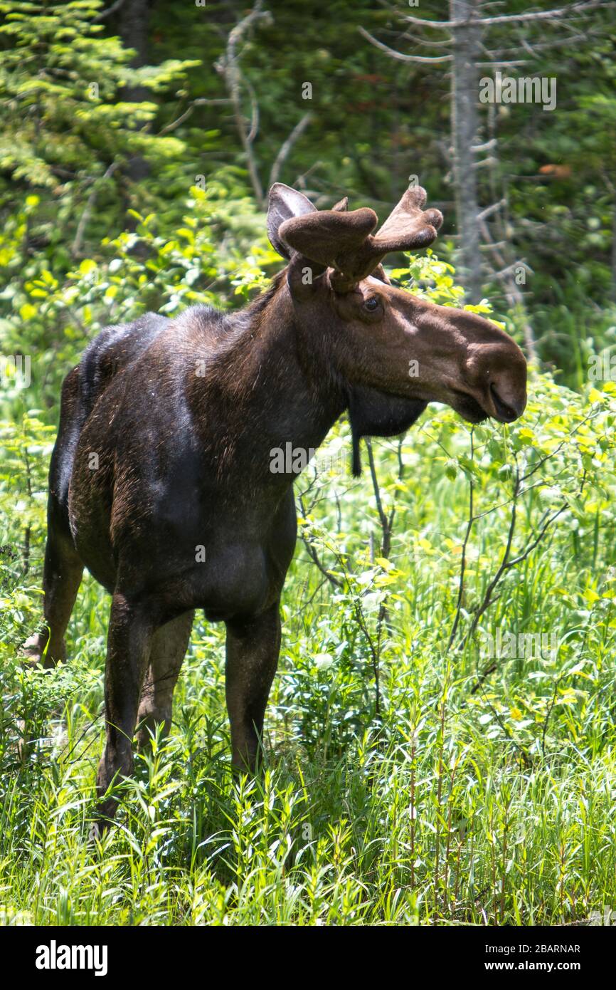 Canada, Ontario, Algonquin Provincial Park, canadian Moos with one loop ...