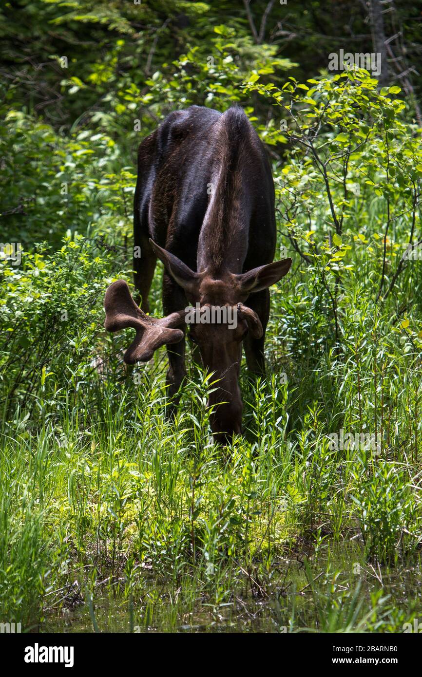 Canada, Ontario, Algonquin Provincial Park, canadian Moos with one loop ...