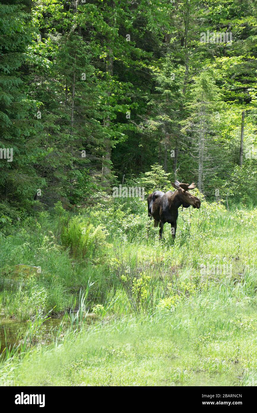 Canada, Ontario, Algonquin Provincial Park, canadian Moos with one loop ...