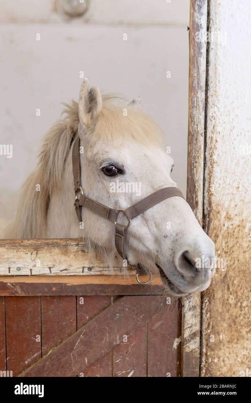 White horse locked in barn Stock Photo - Alamy