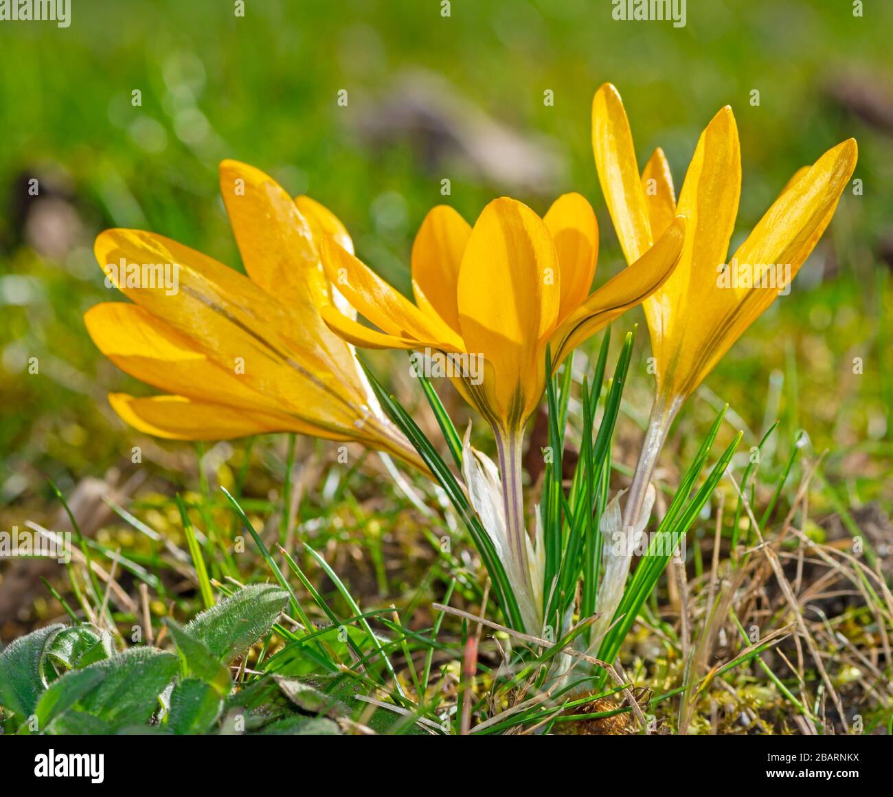 Garden with crocus flowers in a meadow Stock Photo - Alamy