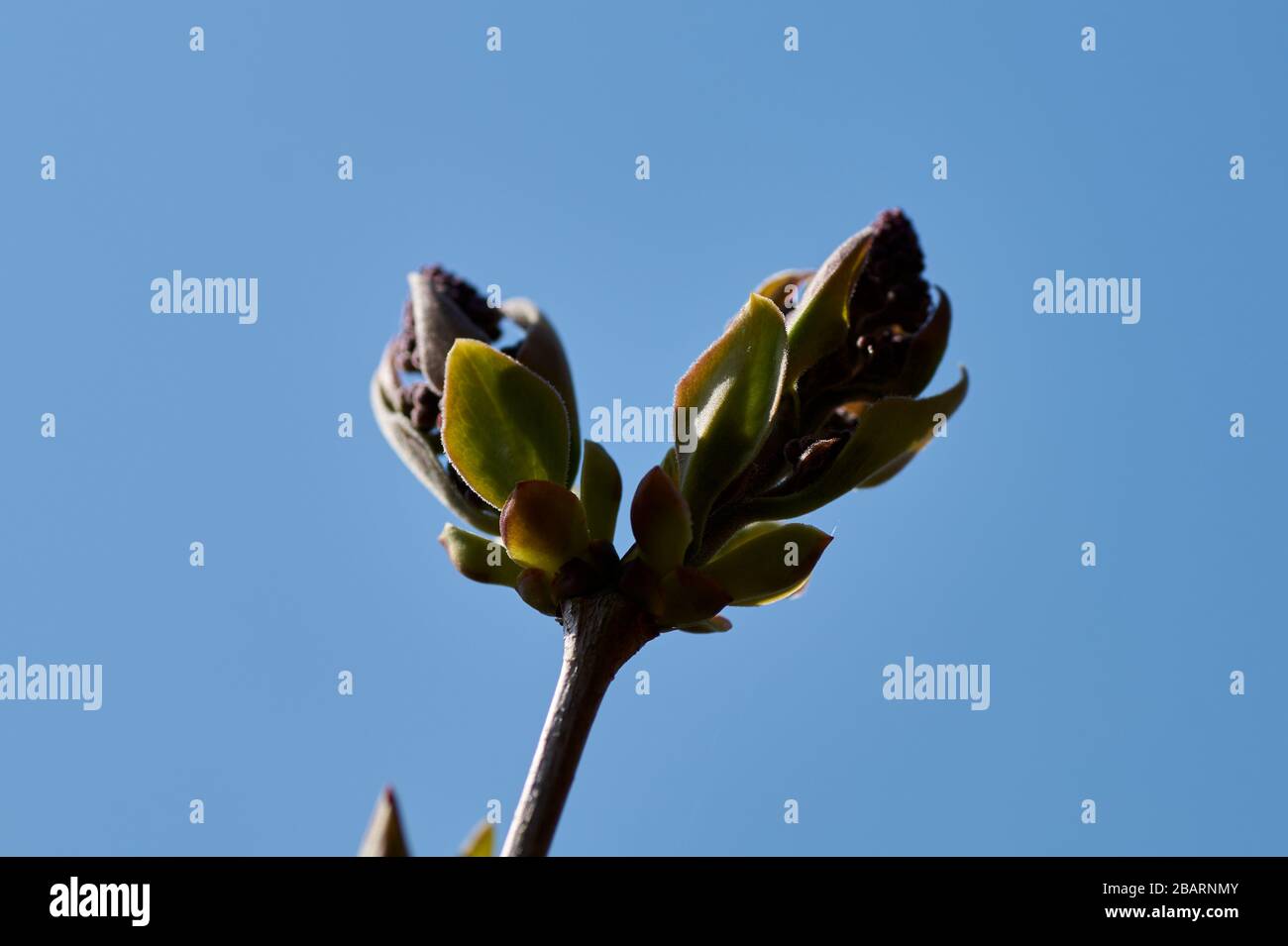 Lilac tree in spring with green fresh flower buds hi-res stock ...