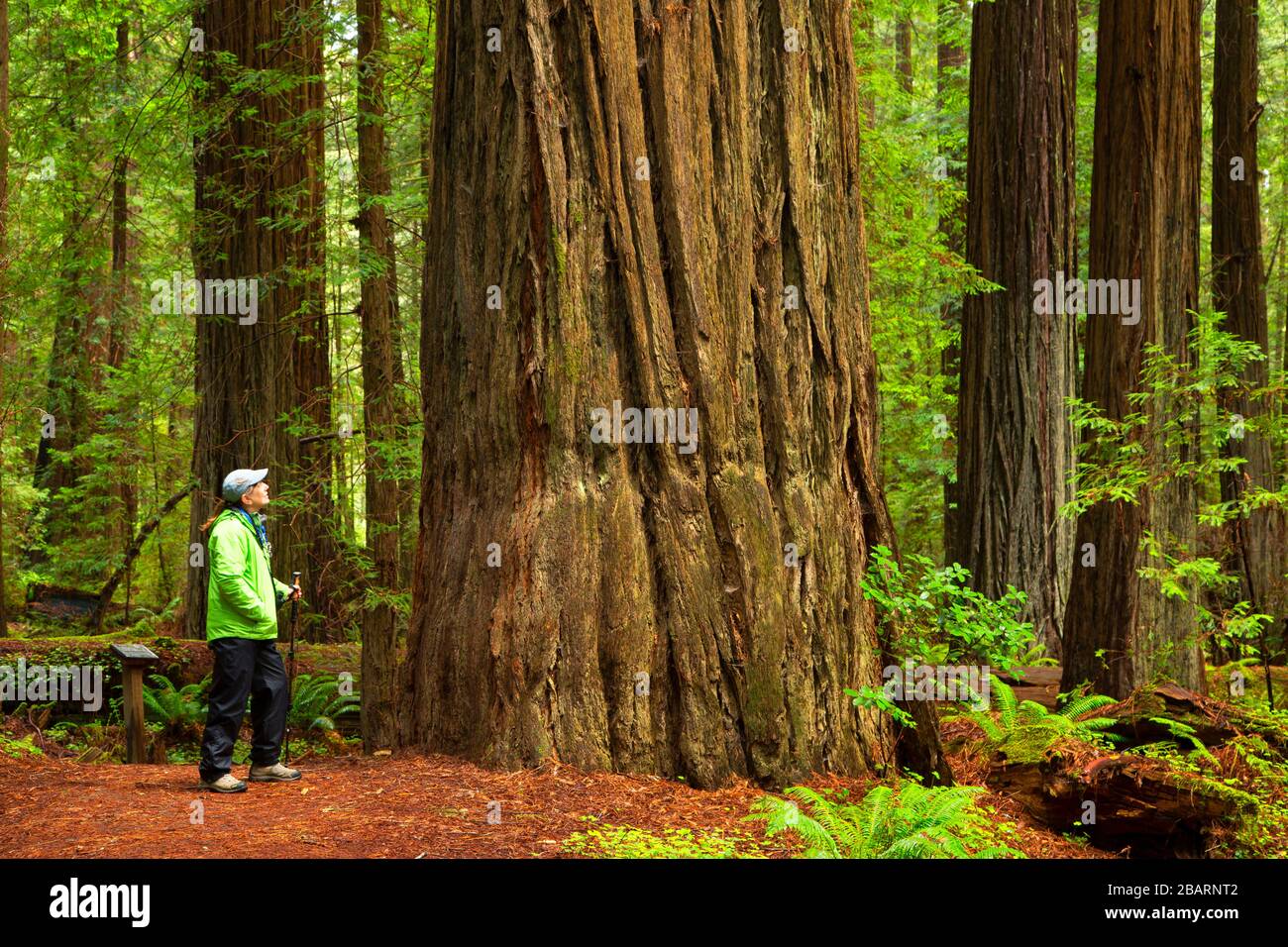 Founders Grove Loop Trail, Humboldt Redwoods State Park, California ...