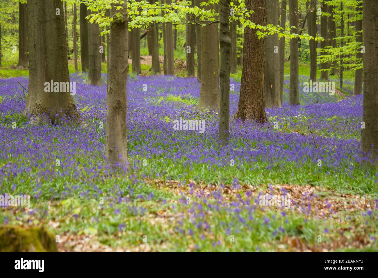 Beautiful forest landscape with blooming bluebell flowers during Spring ...