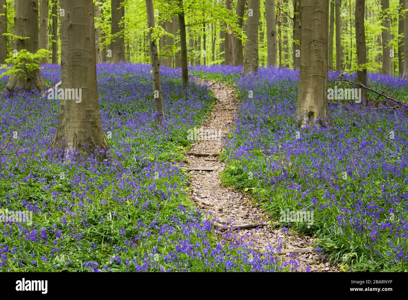 Calm forest path with carpet of blooming wild hyacinth flowers during ...