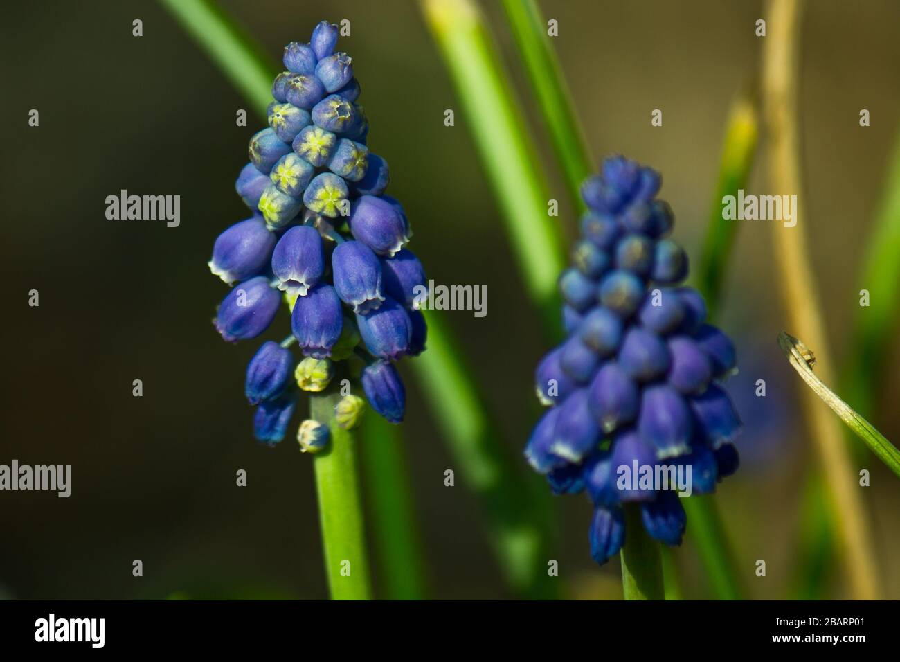 Beautiful grape hyacinth (Muscari) plants in early bloom during spring ...