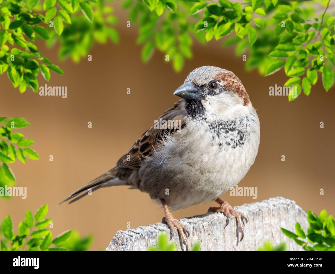 Brown finch hi-res stock photography and images - Alamy