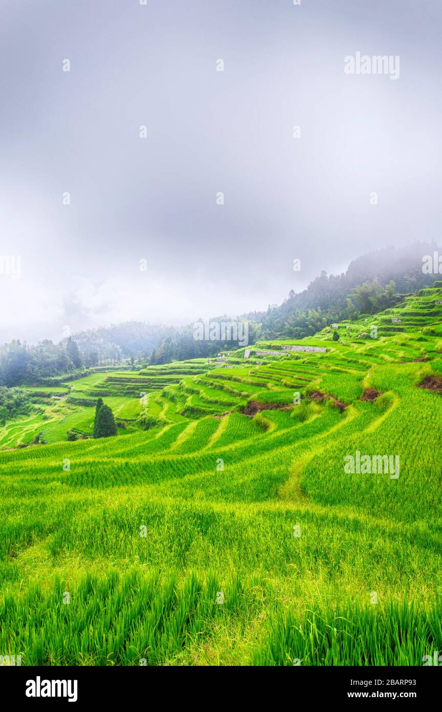 Yunhe cloud rice terrace hi-res stock photography and images - Alamy