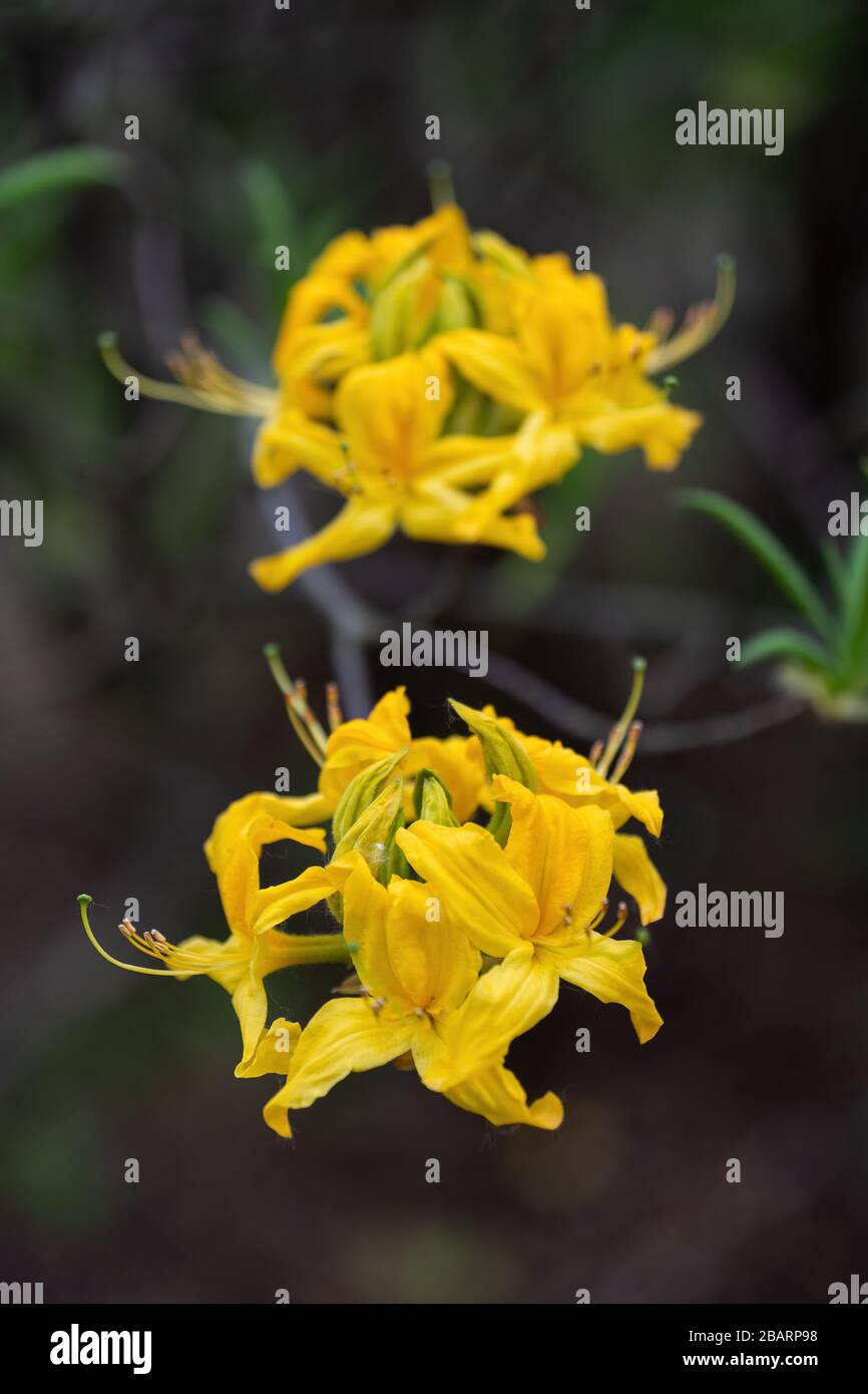 Rhododendron luteum Sweet, the Yellow Azalea or Honeysuckle Azalea ...