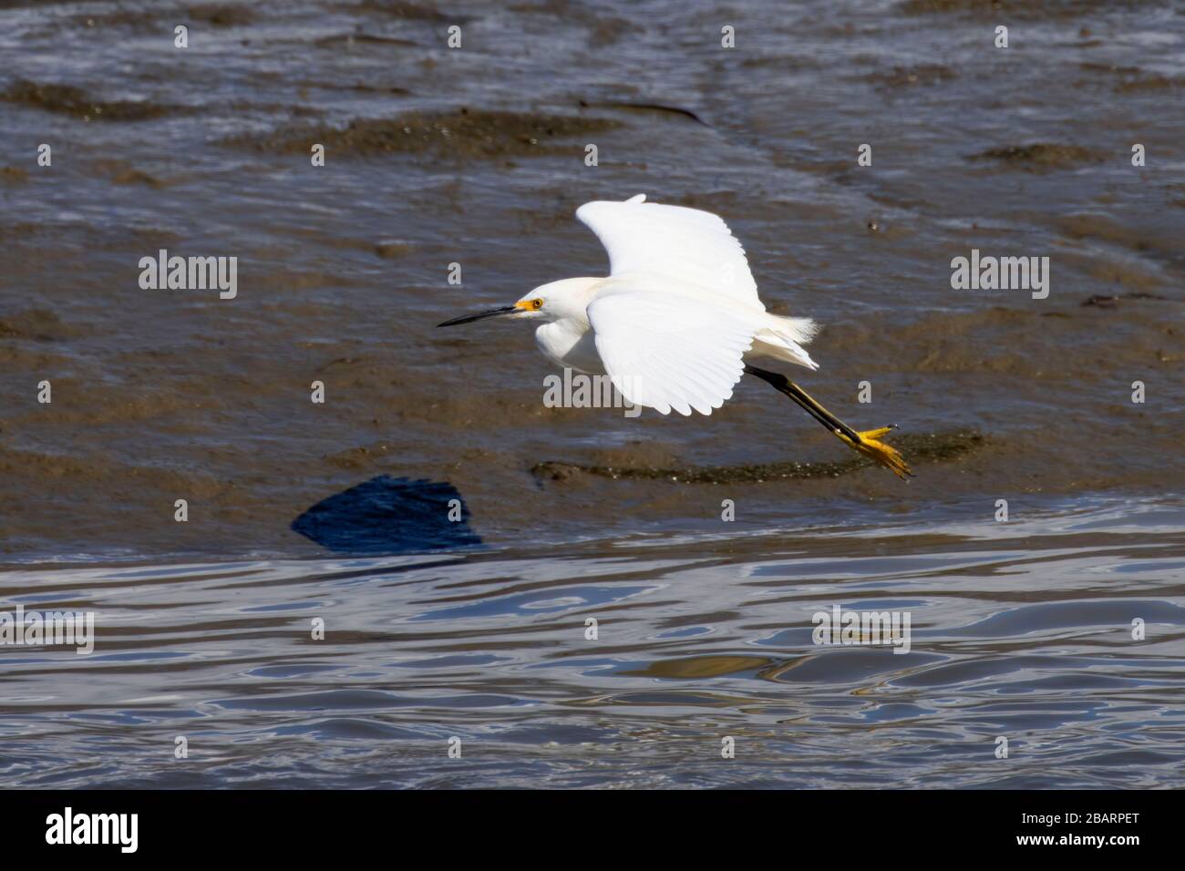 Snowy Egret Egretta Thula Humboldt Bay National Wildlife Refuge