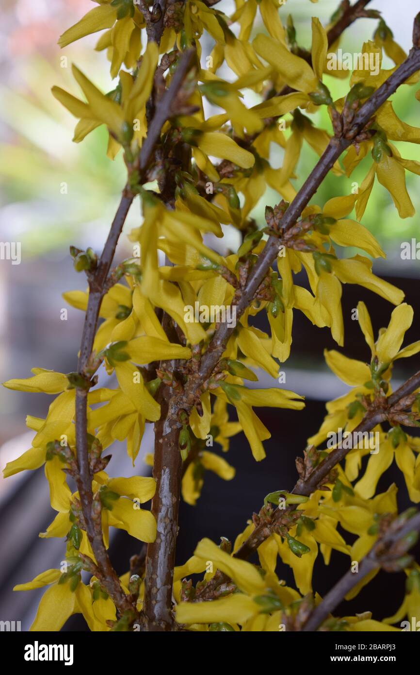 blooming spring flowers Stock Photo - Alamy