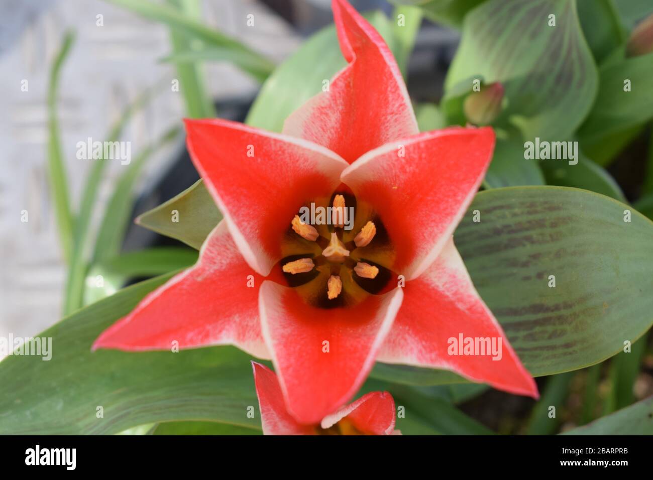 Red bloooming wild tulip hi-res stock photography and images - Alamy