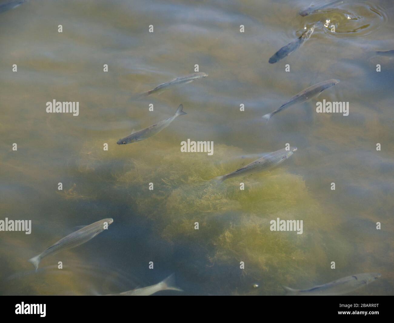 Grey mullet flathead mullet fish hi-res stock photography and images ...